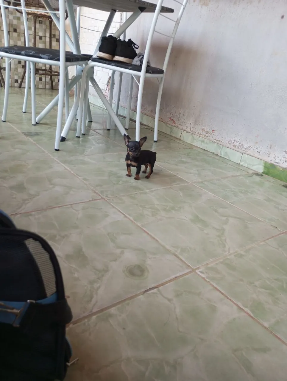 "pinscher 0" - Cachorros no Brasil