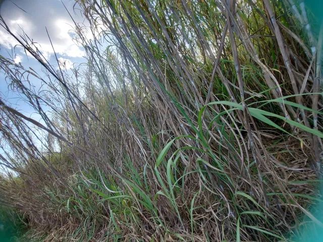 "capim acu" no Brasil