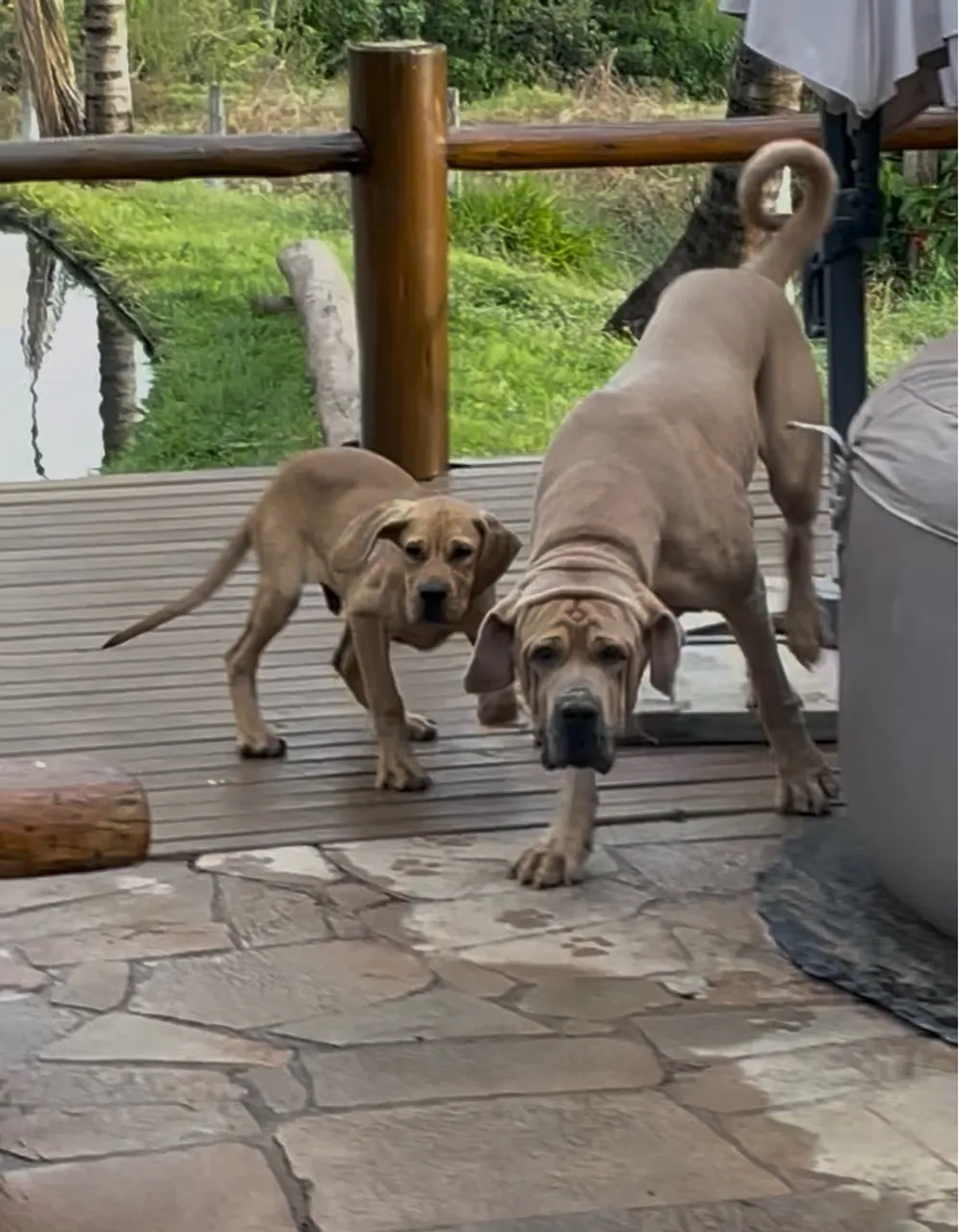 "filhote de fila brasileiro" - Cachorros no Brasil