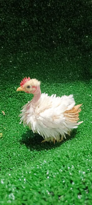 "mini garnizes" no Brasil