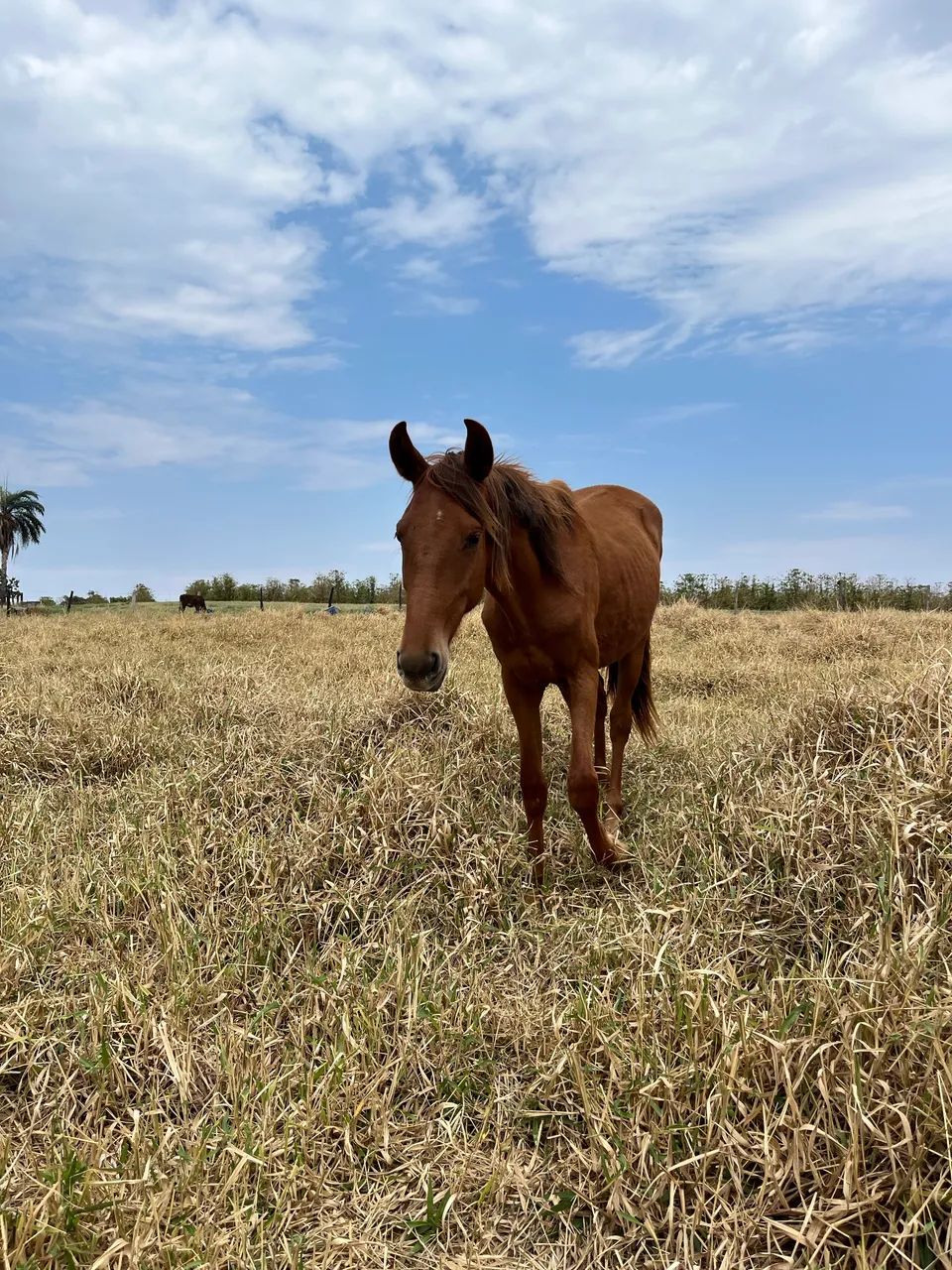Potro mangalarga registrado - Animais para agropecuária - Pedregulho ...