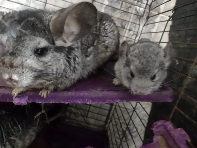 "filhote de esquilos" no Brasil