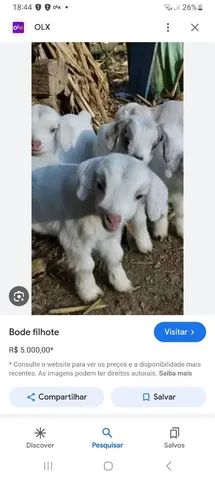 "bode filhote" no Brasil