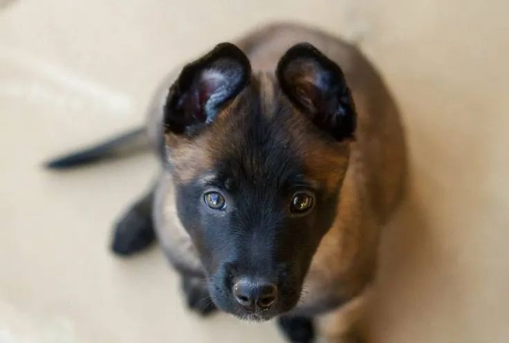 Pastor Belga Malinoa Confira Agora Linhagem Sem Misturas Lindos ...