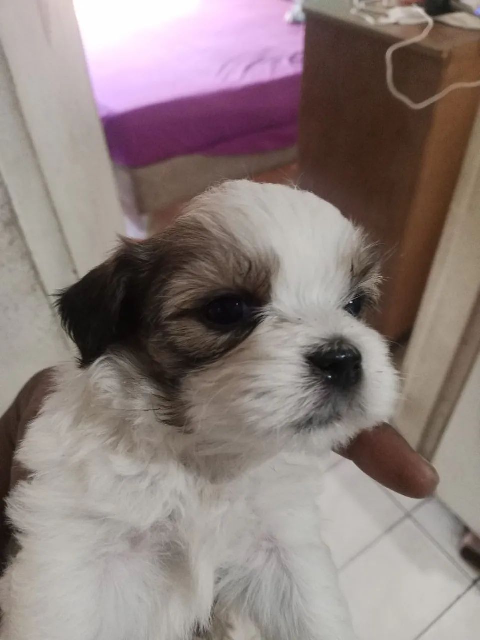 Filhote Shih Tzu - Cachorros - Parque São João, Contagem 1387608835 | OLX
