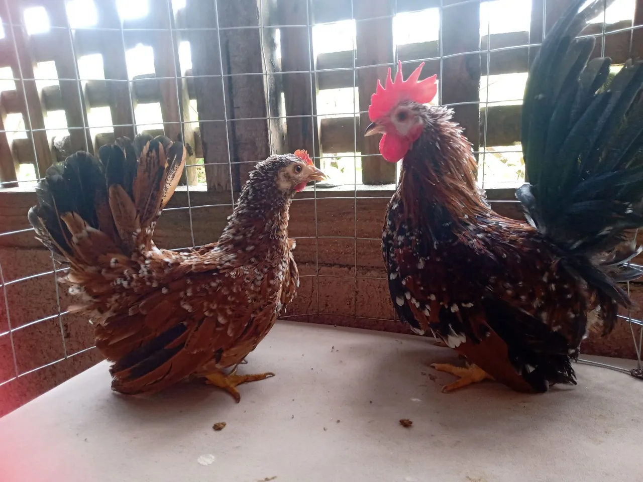 "garnizes nagasaki" no Brasil