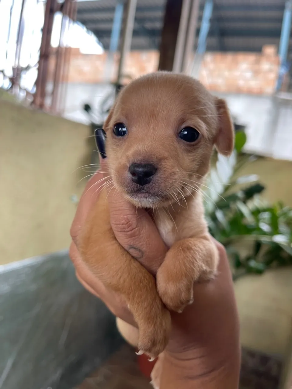 "cachorro pinscher 1" - Cachorros no Brasil