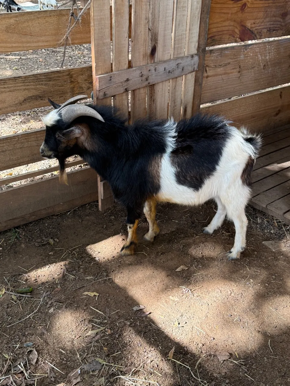"mini cabras" no Brasil