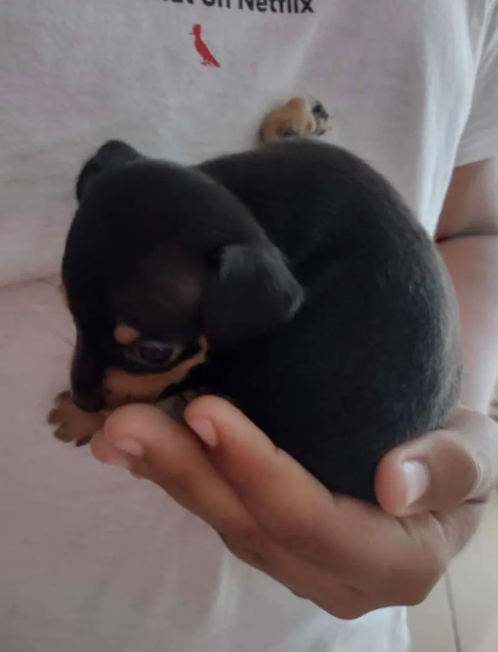 "pinscher 00 miniatura" - Cachorros no Brasil