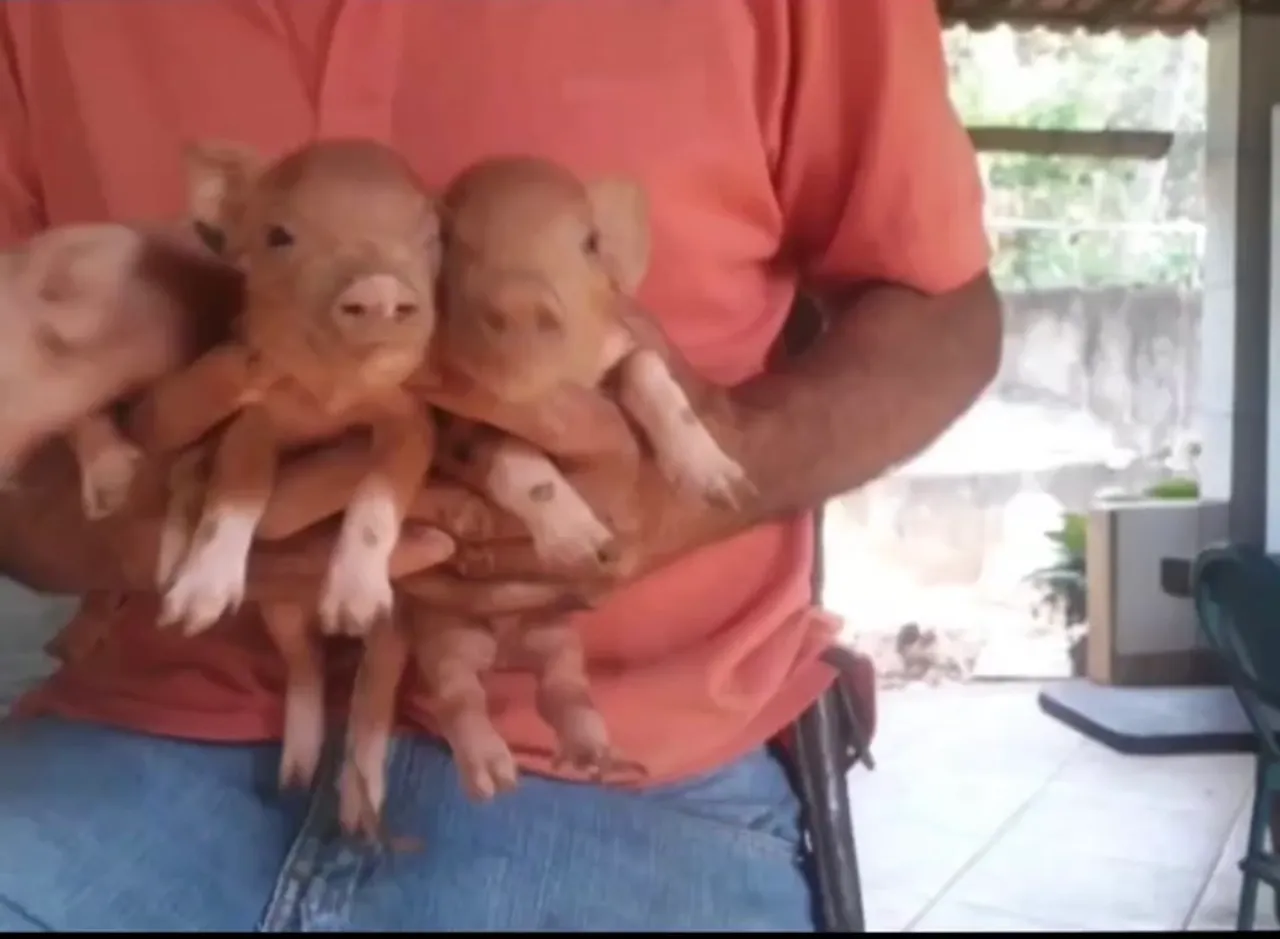 "filhotes de porcos" - Outros animais no Brasil