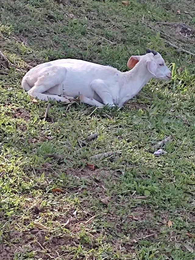 Bode filhote | +18 anúncios na OLX Brasil