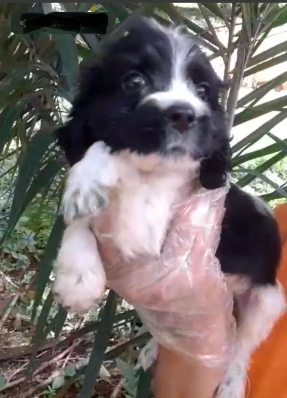 Cocker Spaniel Inglês - Orelhas fofas, olhar doce e um coração gigante ...