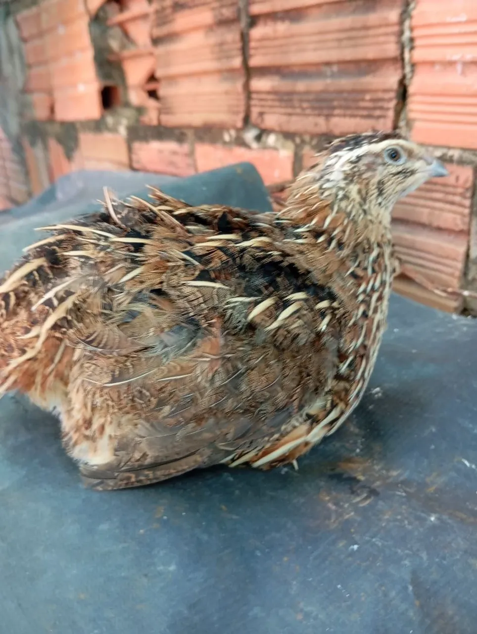 "codornas" no Brasil
