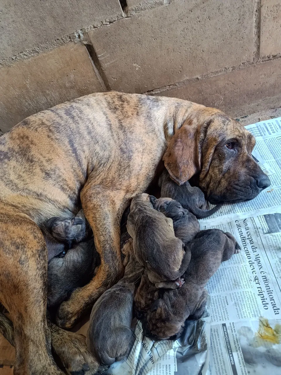 "filhote de fila brasileiro" - Cachorros no Brasil
