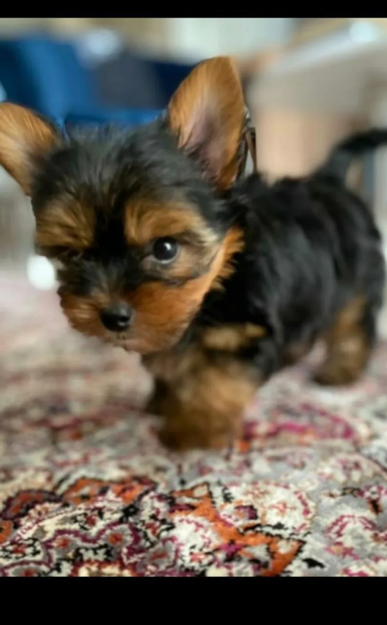 "yorkshire terrier mini" - Cachorros no Brasil
