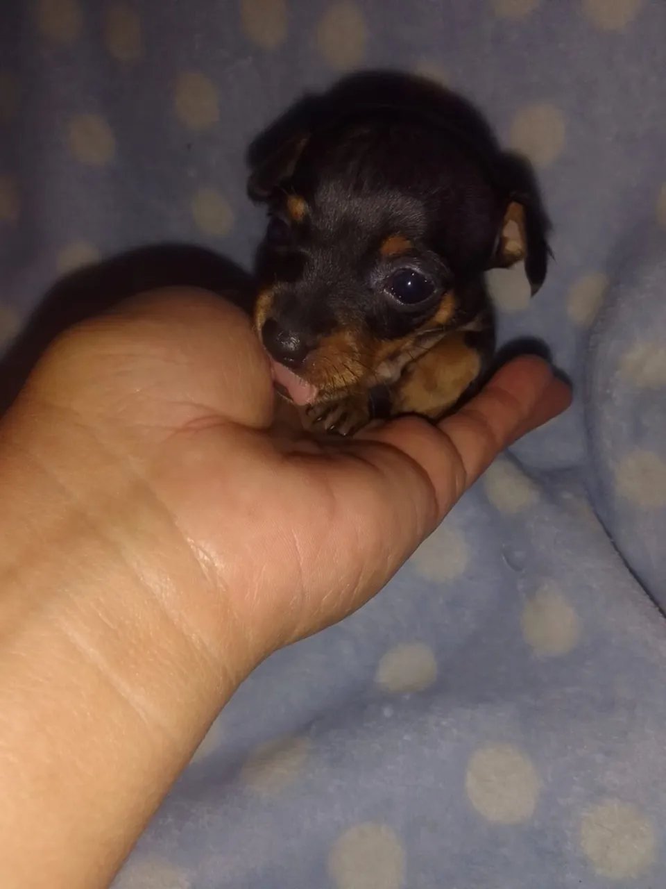 "pinscher 0" - Cachorros no Brasil