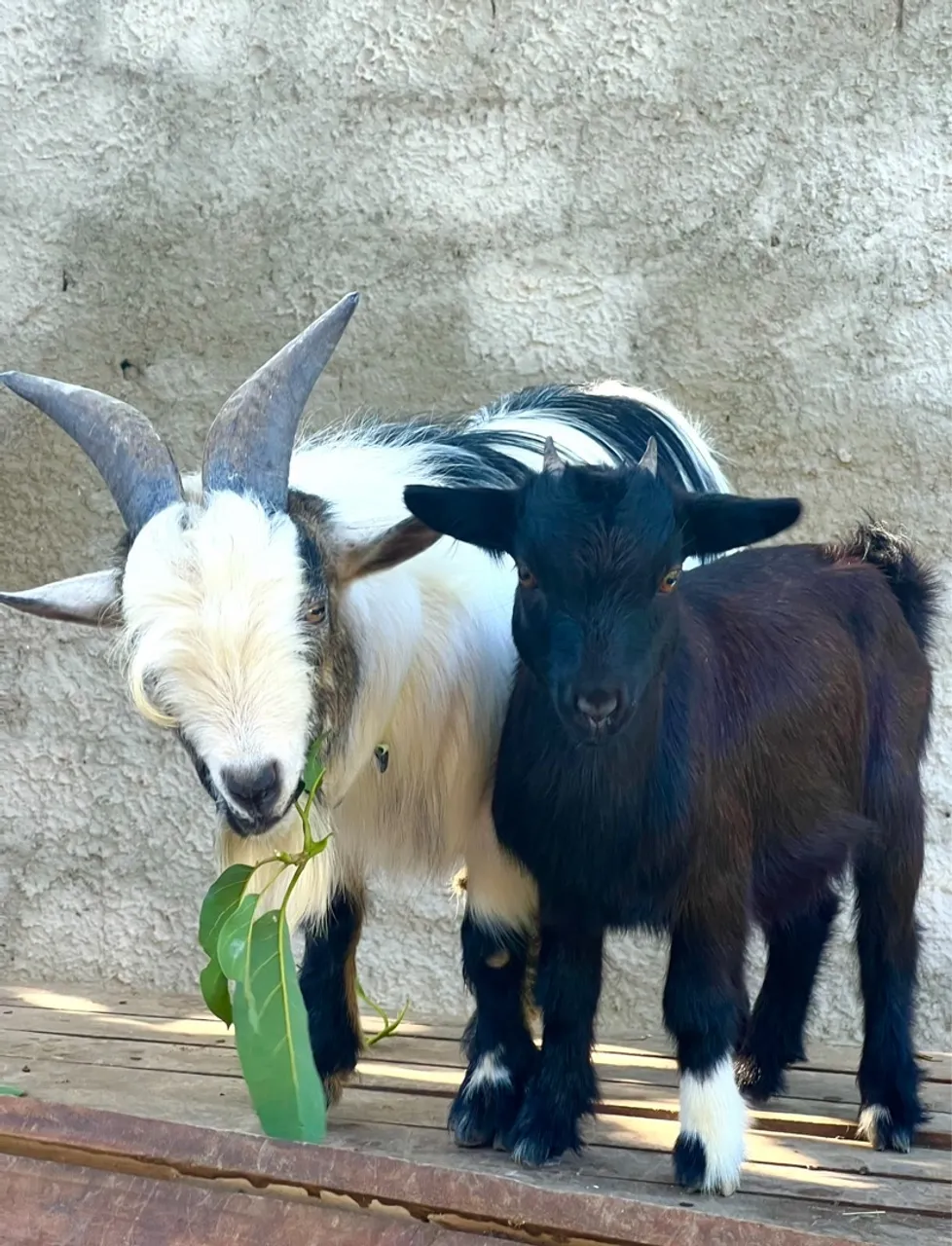 "mini cabras" no Brasil