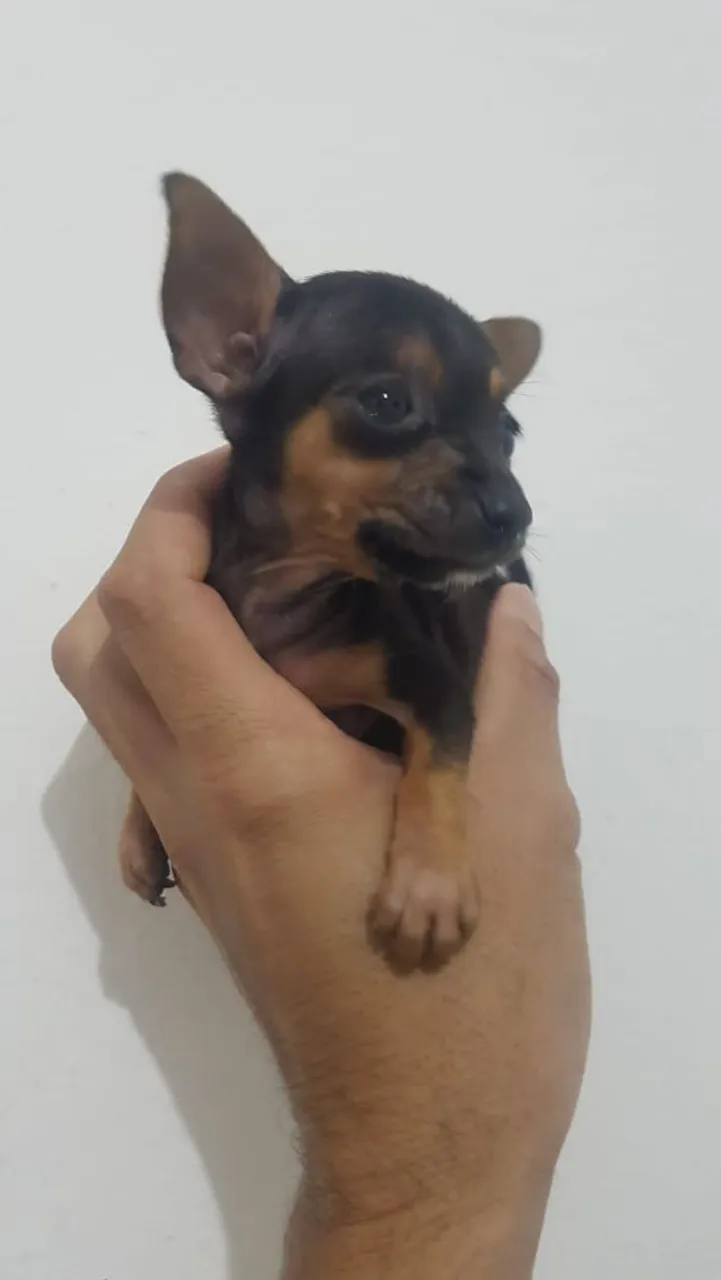 "pinscher 00 miniatura" - Cachorros no Brasil
