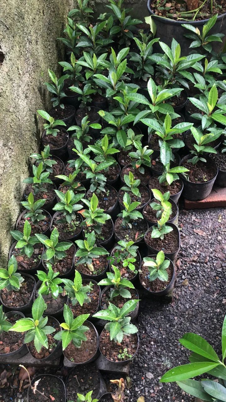 Kit Mudas pra reflorestamento - Jardinagem e Plantas - Aventureiro ...