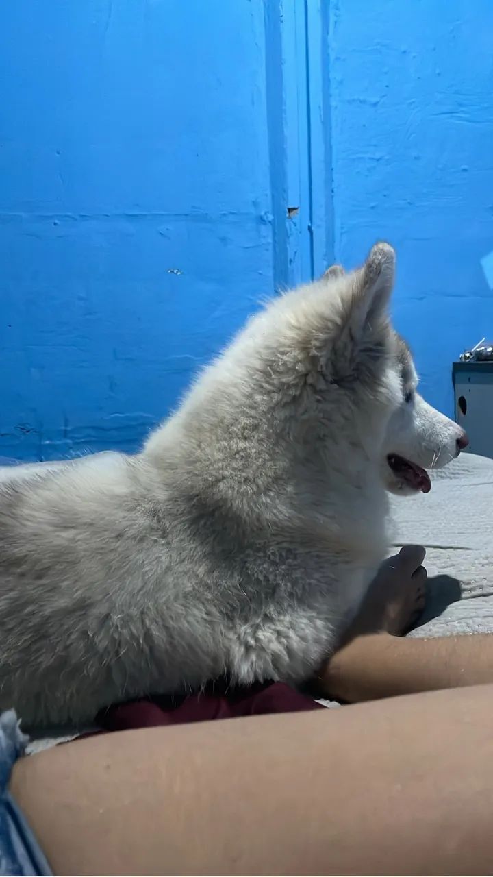 Husky siberiano macho - Cachorros - Indústrias, João Pessoa 1468285985 ...