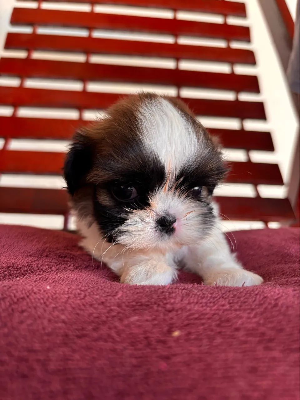 SHIH TZU COM PEDIGREE EM ATÉ 10 VEZES - Cachorros - Marco, Belém ...