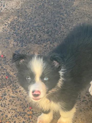 "bode filhote" no Brasil