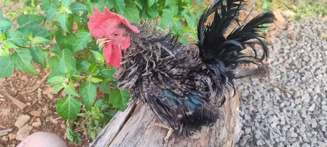 "galize nagazaki" no Brasil