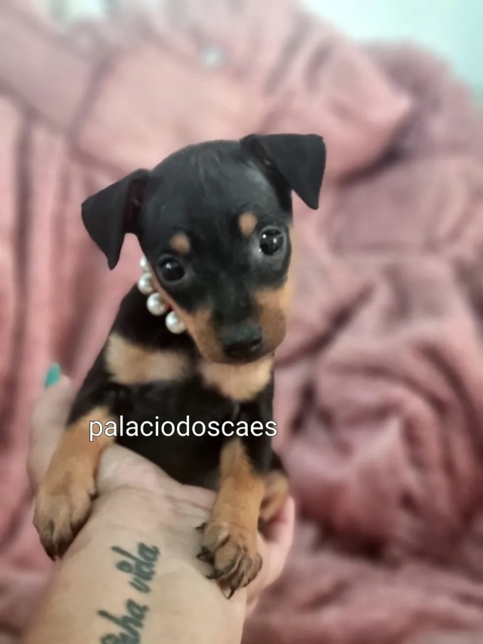 "pinscher 00 miniatura" - Cachorros no Brasil