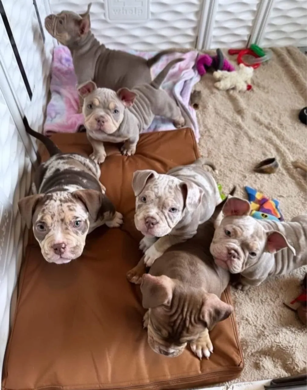 "filhotes de american bully" - Cachorros no Brasil