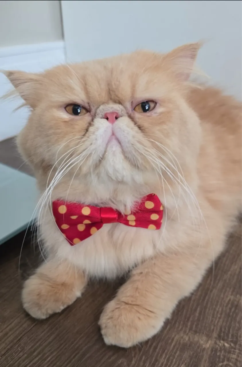 "gato laranja" - Gatos no Brasil