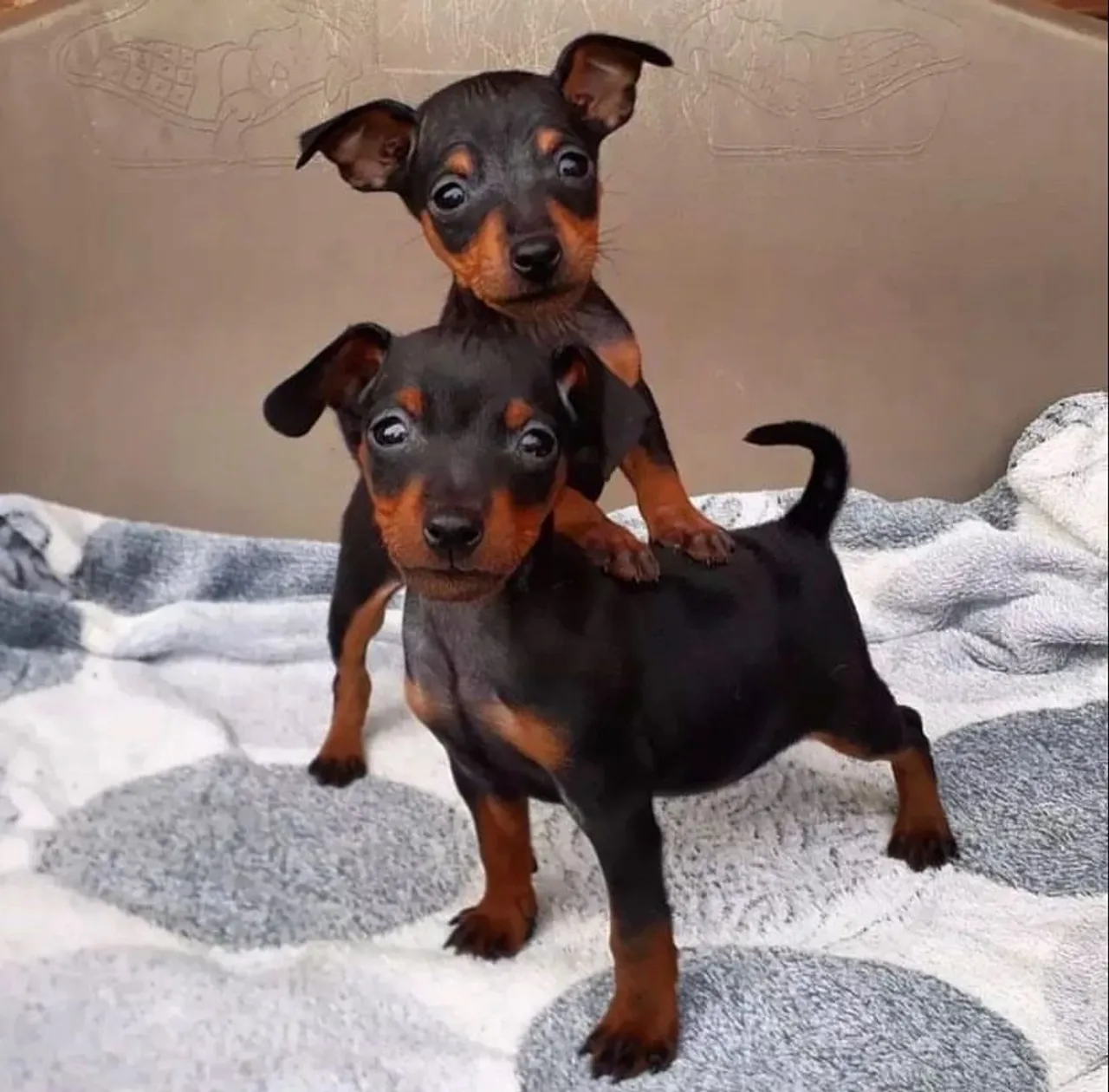 "pinscher 0" - Cachorros no Brasil