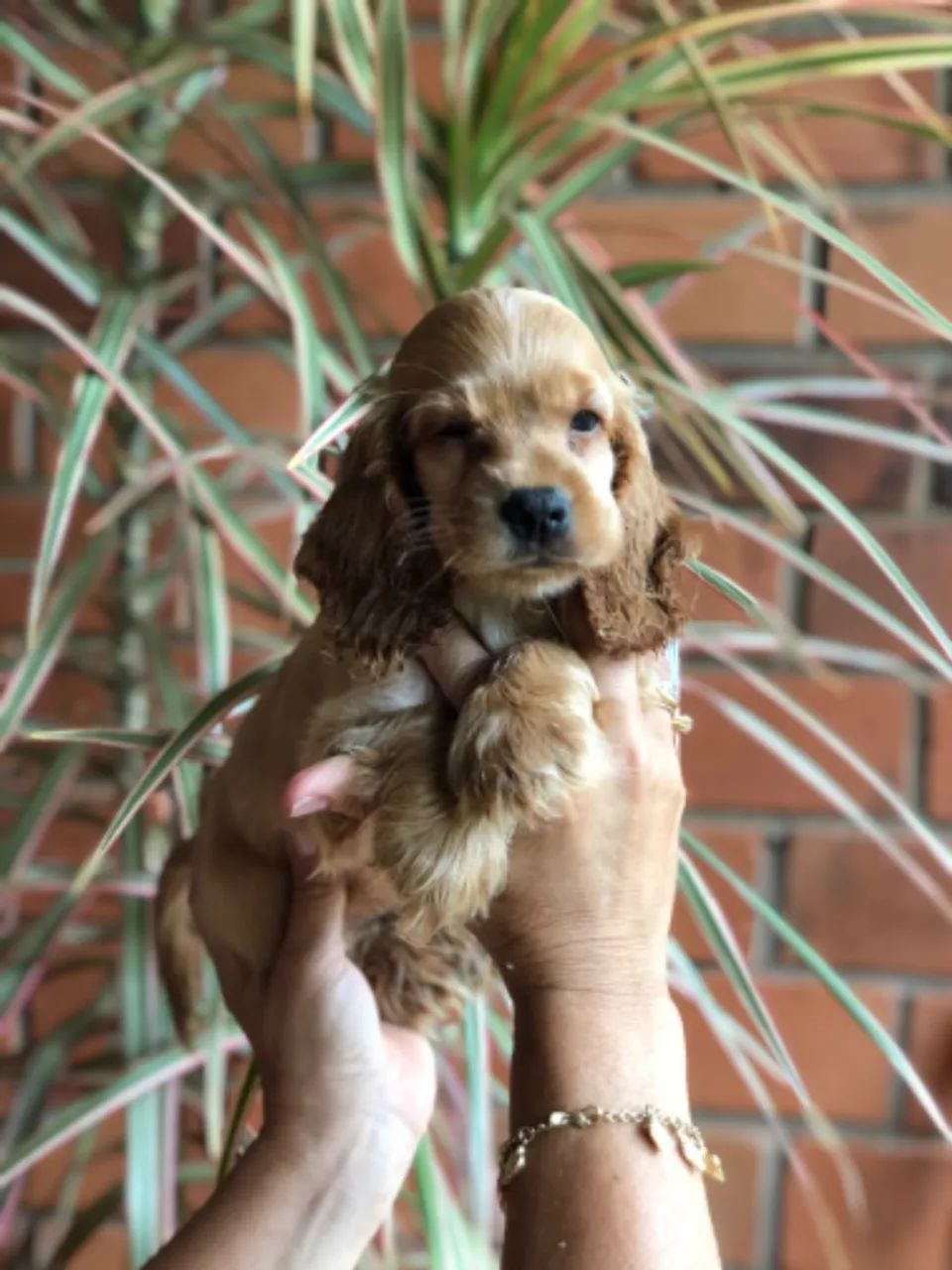 Filhotes de Cocker Spaniel Inglês - Cachorros - Lomba Grande, Novo ...