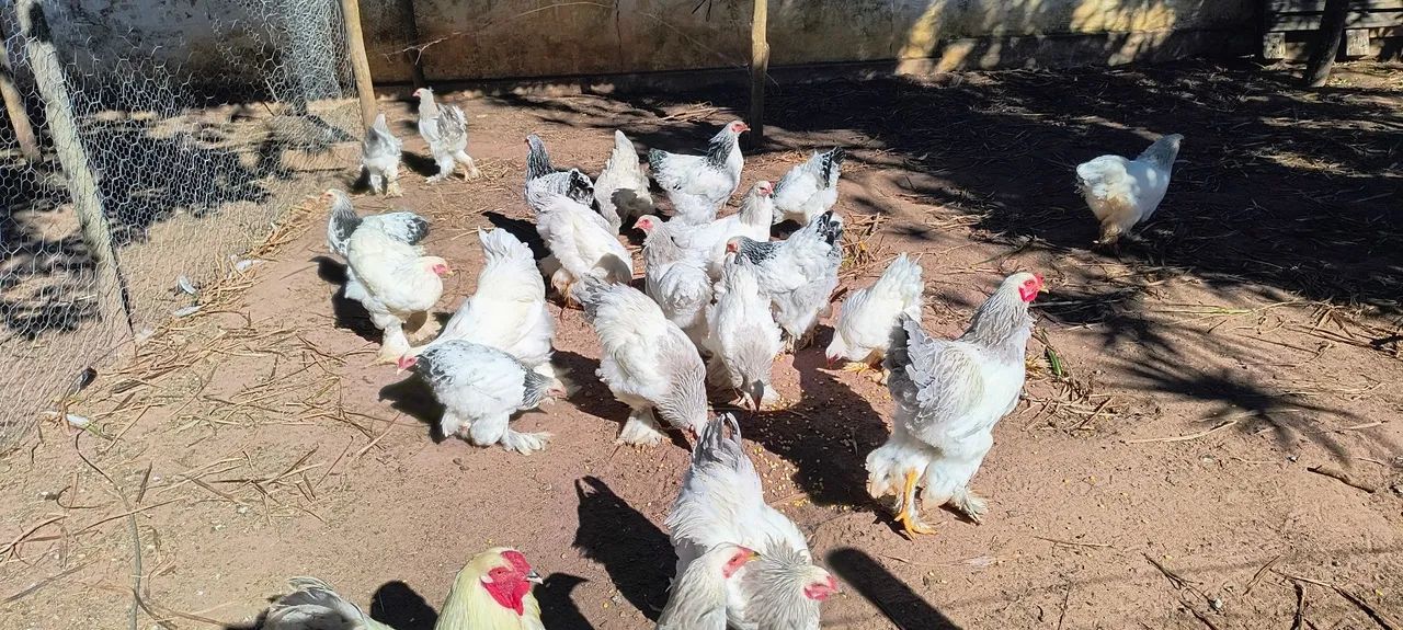 Frangos e Frangas Brahma light ( Puro Sangue) - Animais para ...