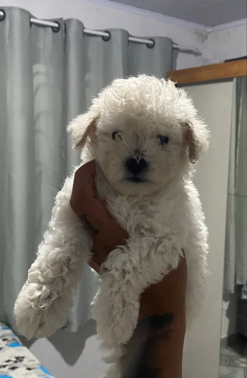 POODLE TOY MACHO - Cachorros - Recreio dos Bandeirantes, Rio de Janeiro ...