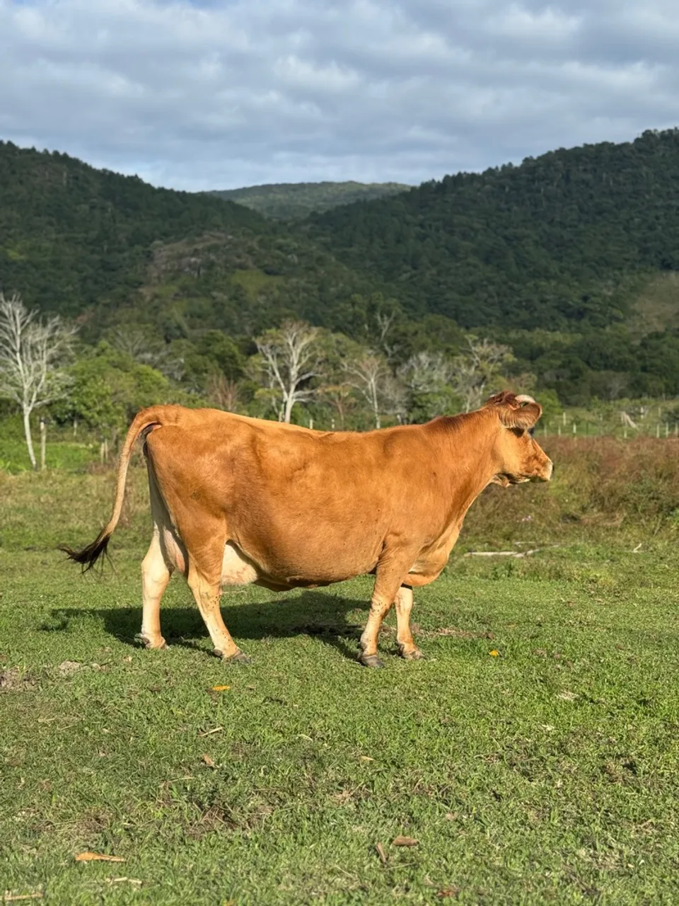 "mini vaca" - Animais para agropecuária no Brasil