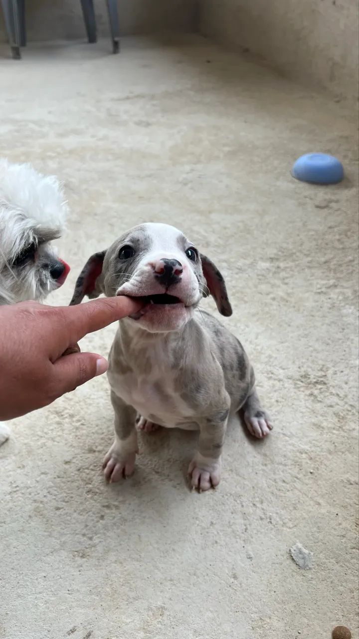 Pit monster, merle - Cachorros - Estoril, Belo Horizonte 1473191052 | OLX