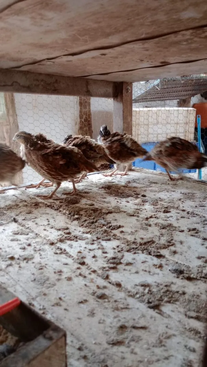 "codornas" no Brasil
