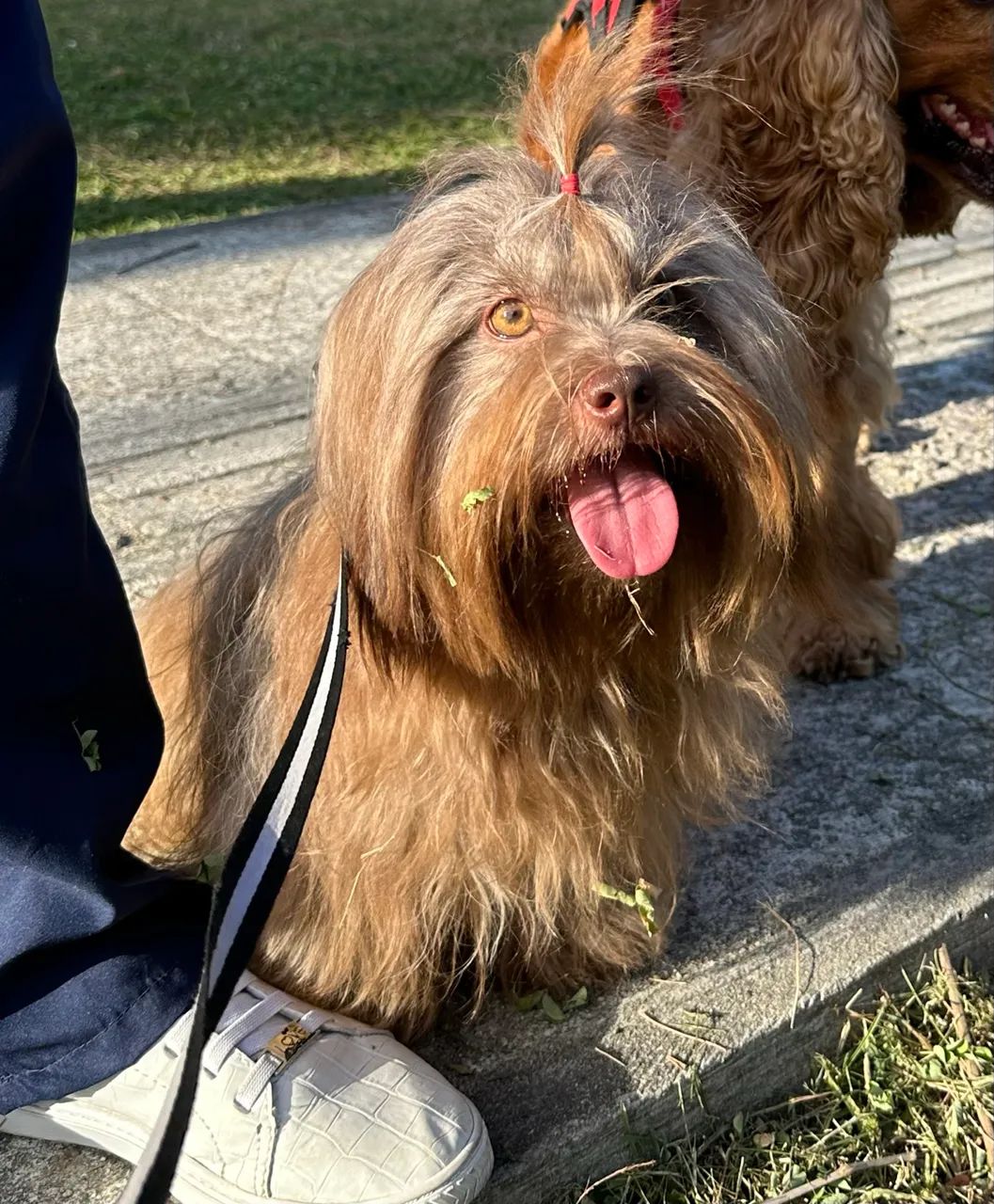Lhasa apso machinho procura namorada - Cachorros - Mangabeira, João ...