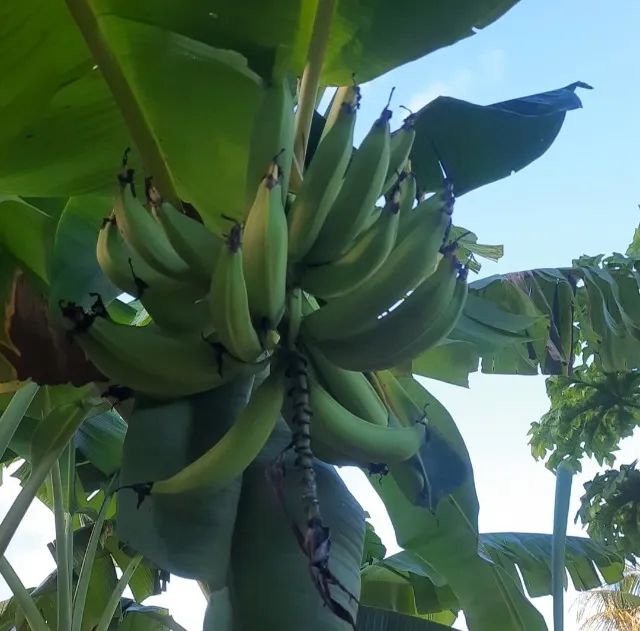 "banana pacovan" no Brasil