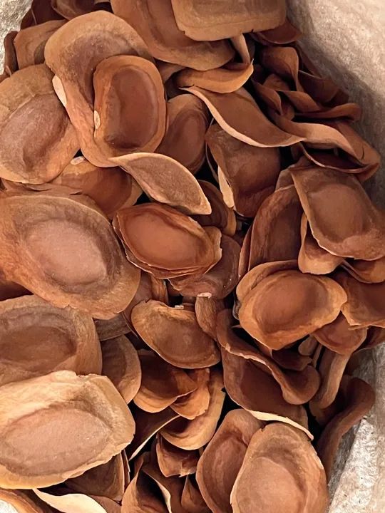 Sementes de mogno africano