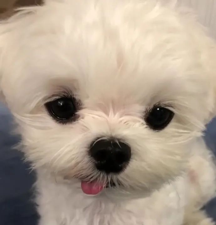 Filhote Maltês Super Fofo e Carinhoso | Dog Vermifugado de Linhagem ...