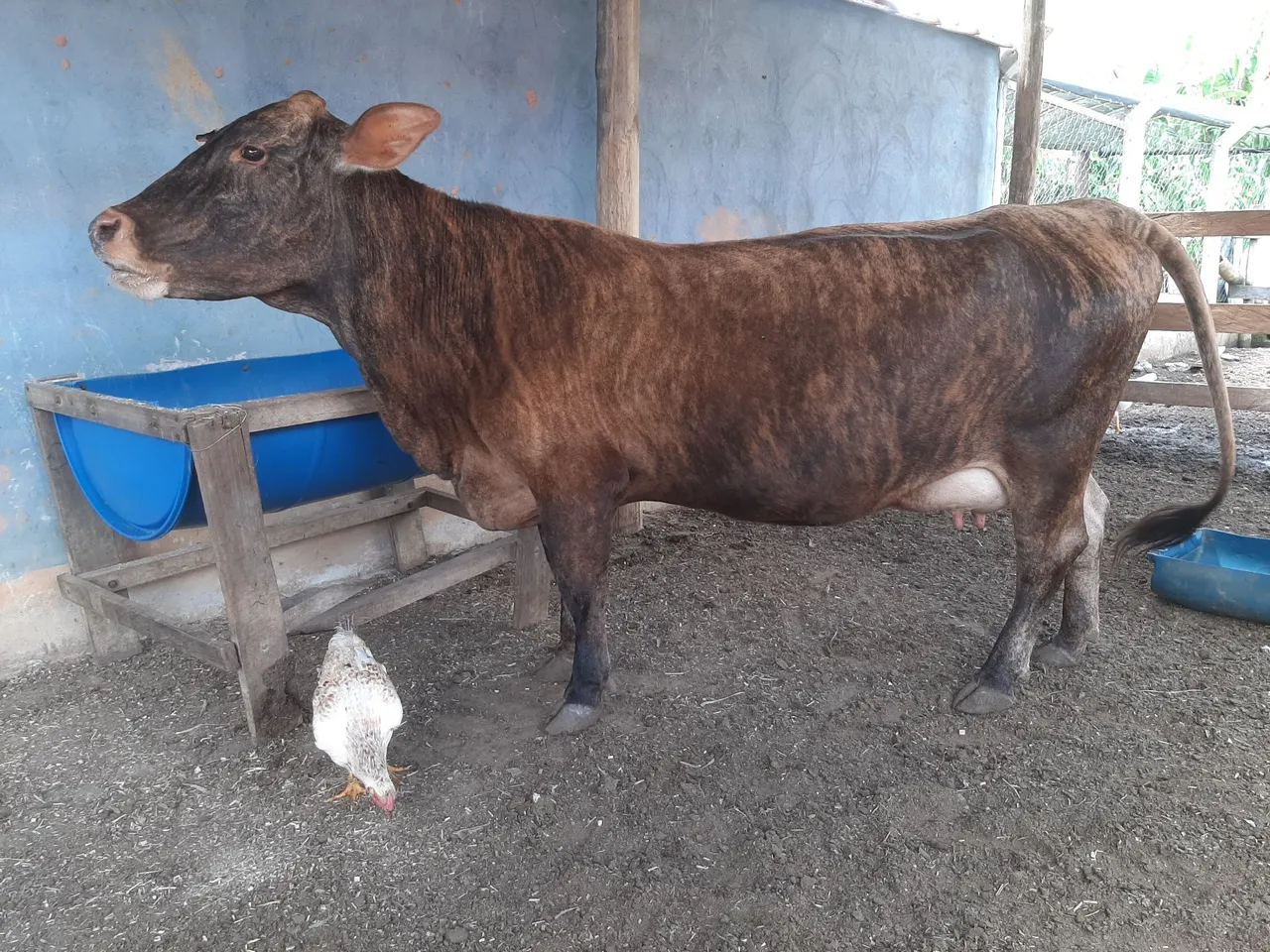 "mini vaca" - Animais para agropecuária no Brasil