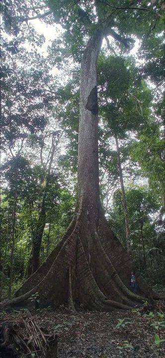 Mudas de samaúma (ceiba pentandra)