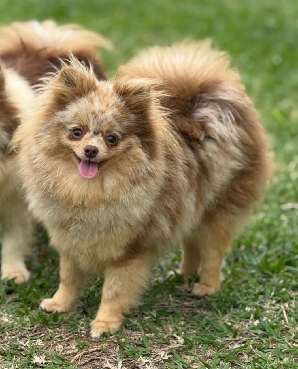 Fêmea de Lulu da Pomerania Choco Merle - Cachorros - Campo Grande, Rio ...
