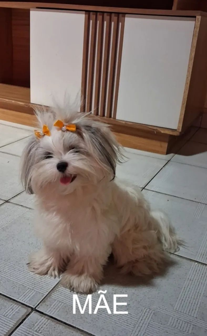 Lhasa Apso para adoção - Cachorros - Paripueira 1468879355 | OLX