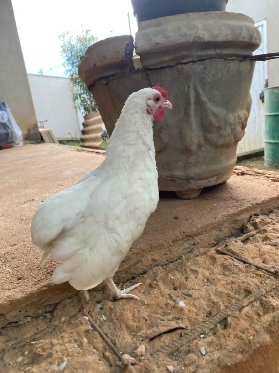 "garnizes" no Brasil