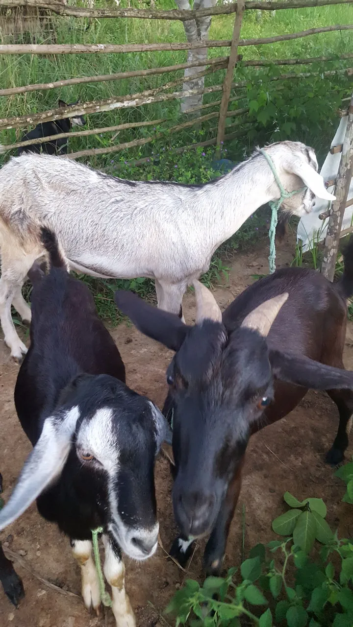 "cabras e cabritos" no Brasil