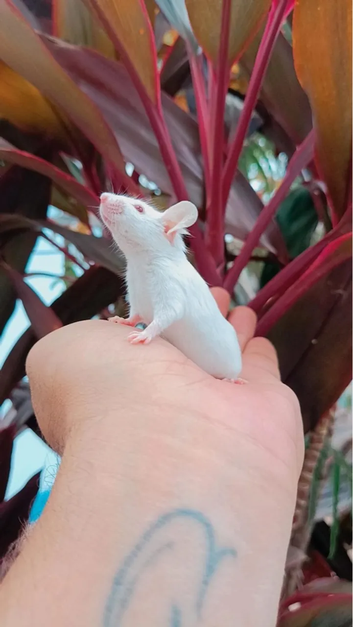 "camundongo" no Brasil