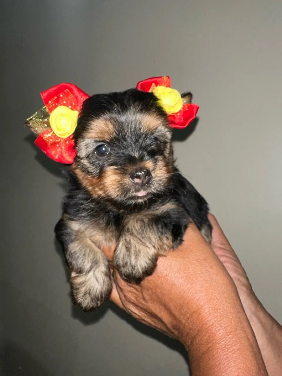 "yorkshire terrier mini" - Cachorros no Brasil
