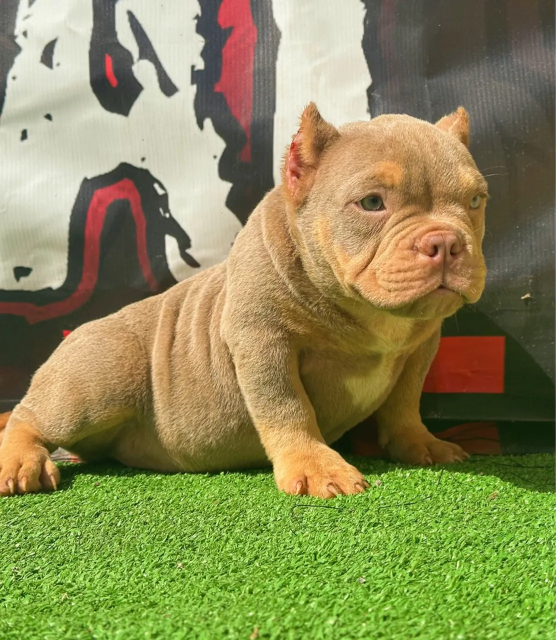 "cachorros american bully" - Cachorros no Brasil
